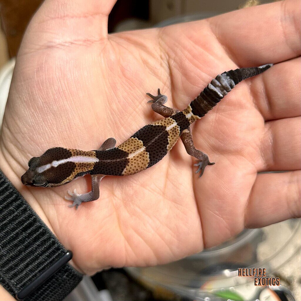 Triple banded fat tail (photos of striped fat tails as well) - Fat ...