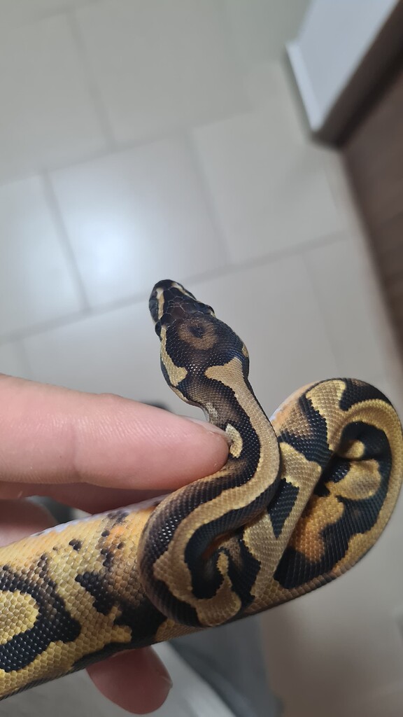 Orange dream pied id? - Ball Pythons - MorphMarket Reptile Community