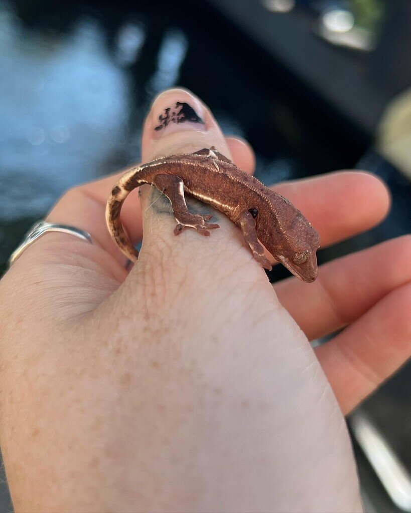 Naruto clutch #2 🖤 Hinami thread! - Crested Geckos - MorphMarket ...