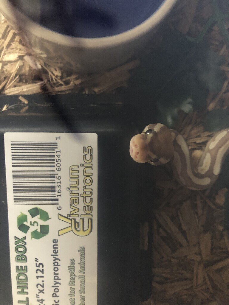 Out and about! - Ball Pythons - MorphMarket Reptile Community