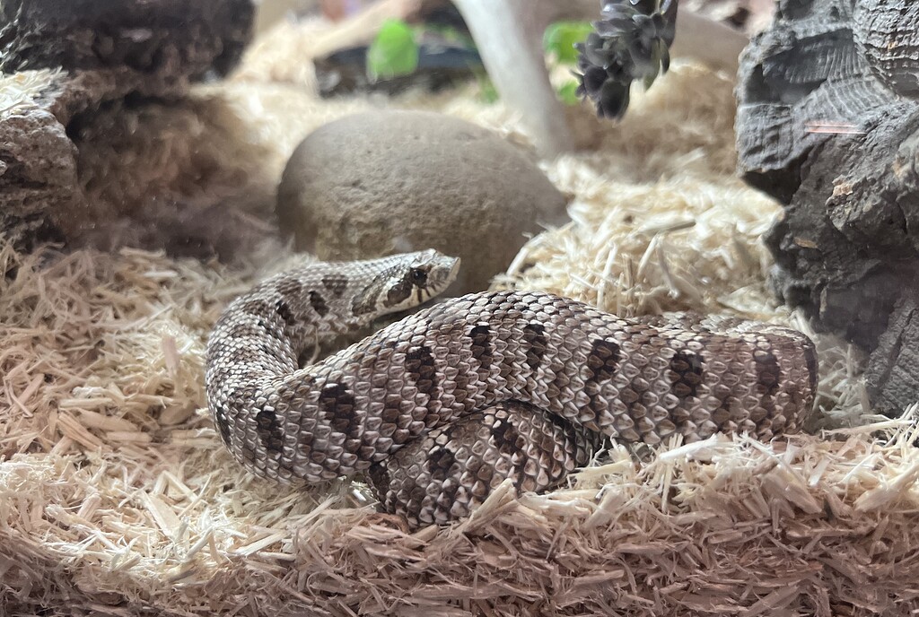 Hognose morph help - Hognose Snakes - MorphMarket Reptile Community