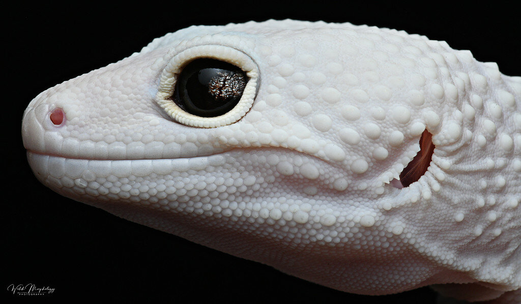 Snow White Devil - Leopard Geckos - MorphMarket Reptile Community