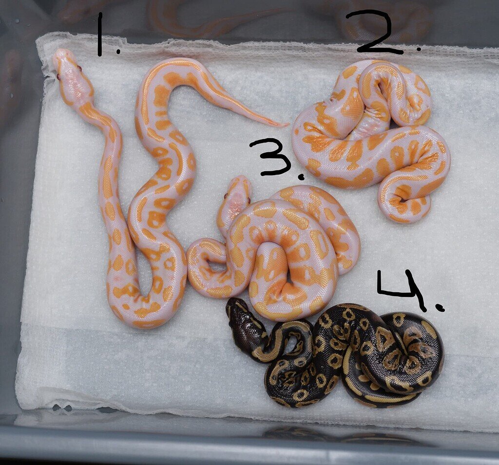 BH Confusion Lav Het Pied x Pied Het Lav - Clutch Photos - Ball Pythons ...