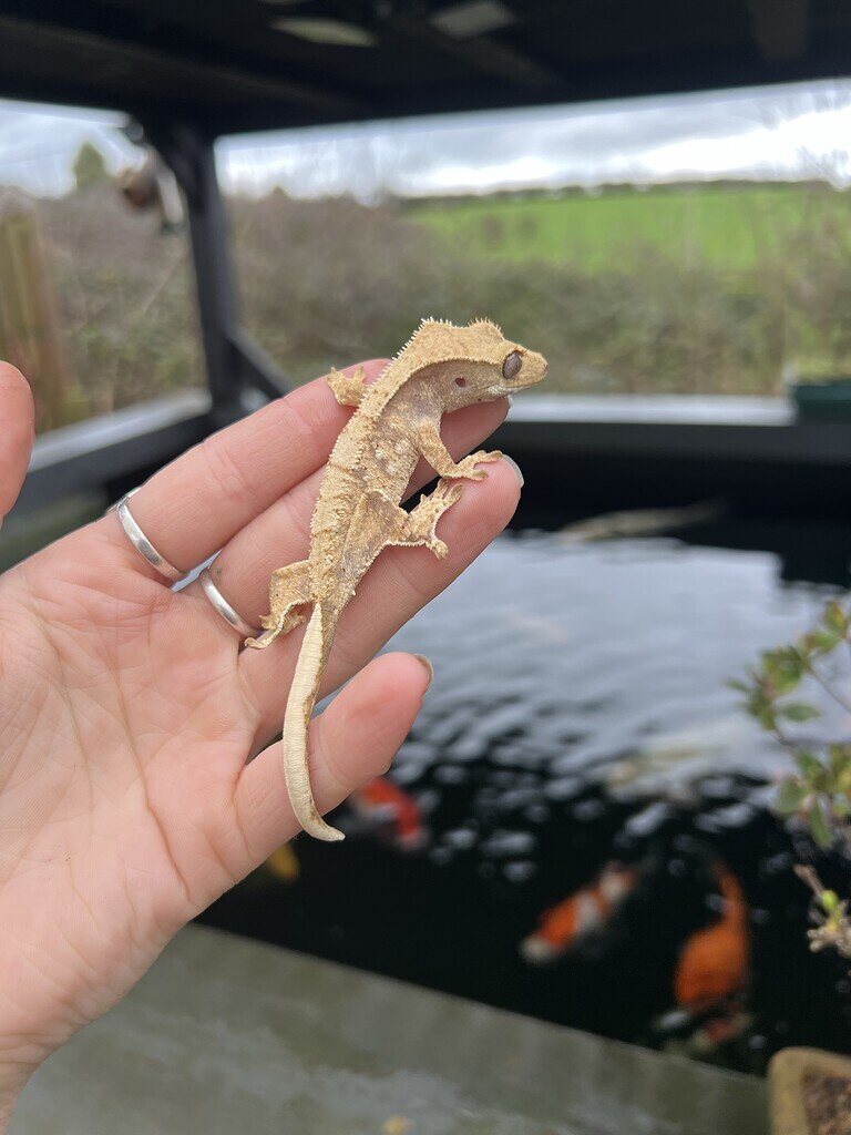 New addition.. Maybe? 🦎 - Crested Geckos - MorphMarket Reptile Community