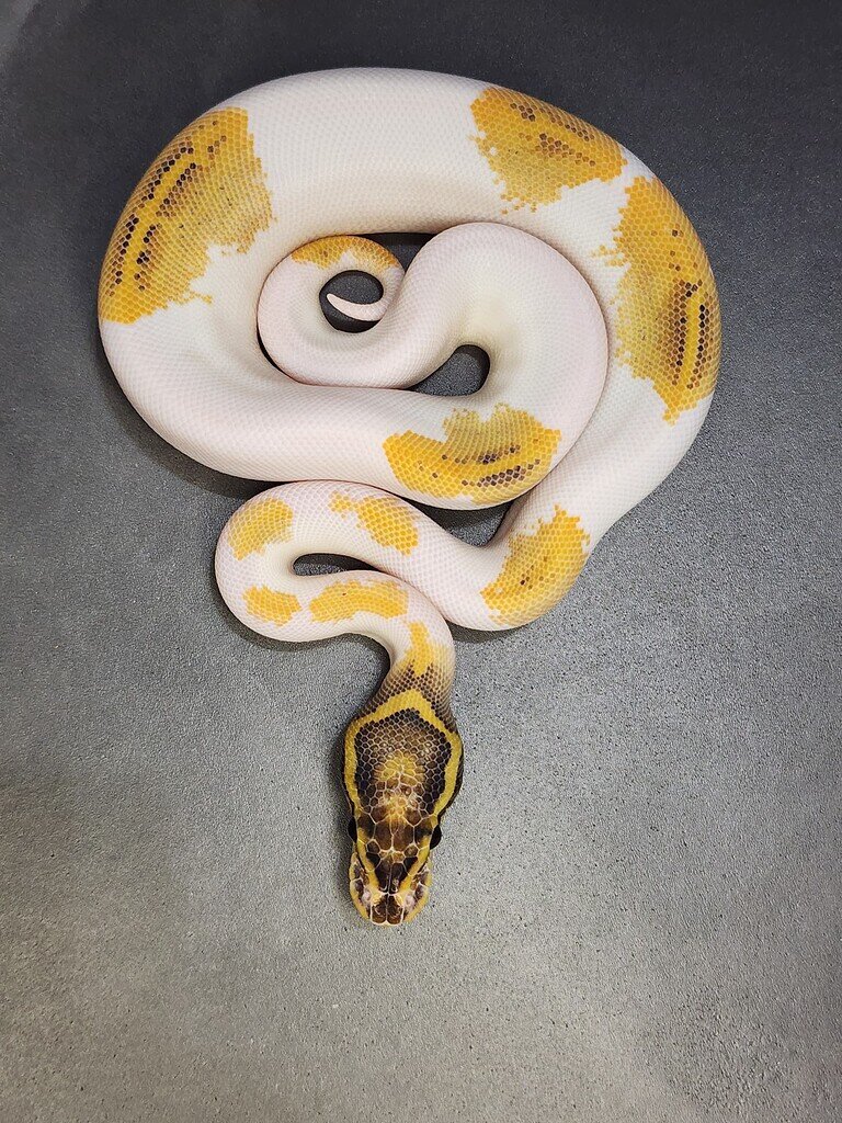 Will genetic testing show if Super Gravel or just Gravel? - Ball ...