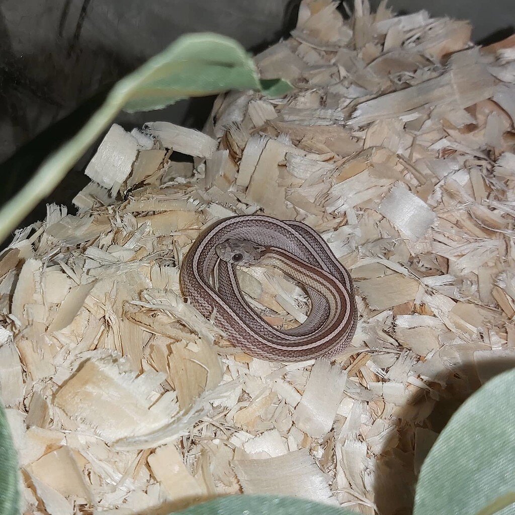 I wanted to introduce yall to my new baby, Matilda! She is pleased to ...