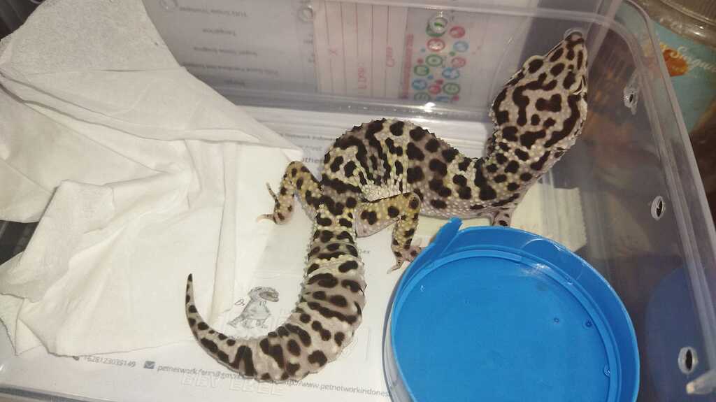 Help me confirm this gecko morph please - Leopard Geckos - MorphMarket ...