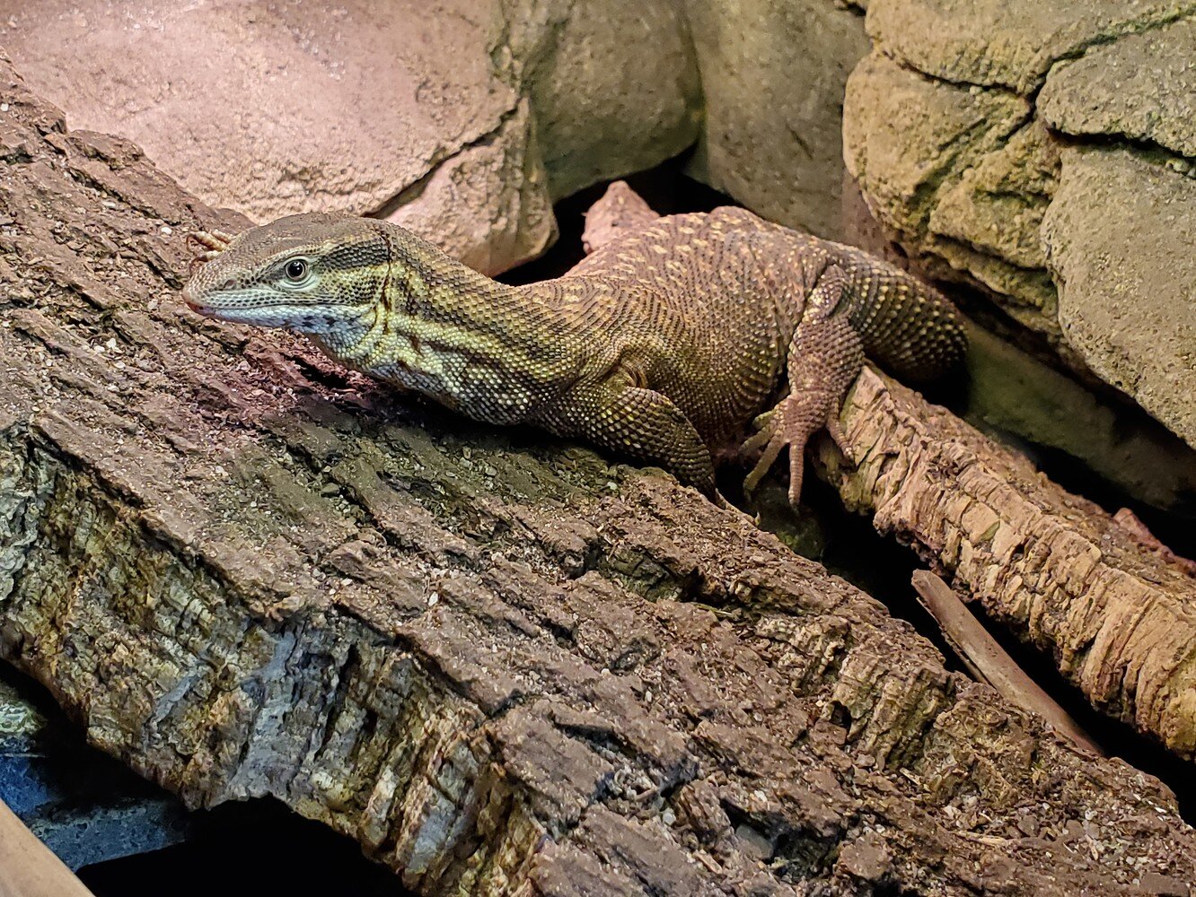 Let's see your Varanids - Monitors - MorphMarket Reptile Community