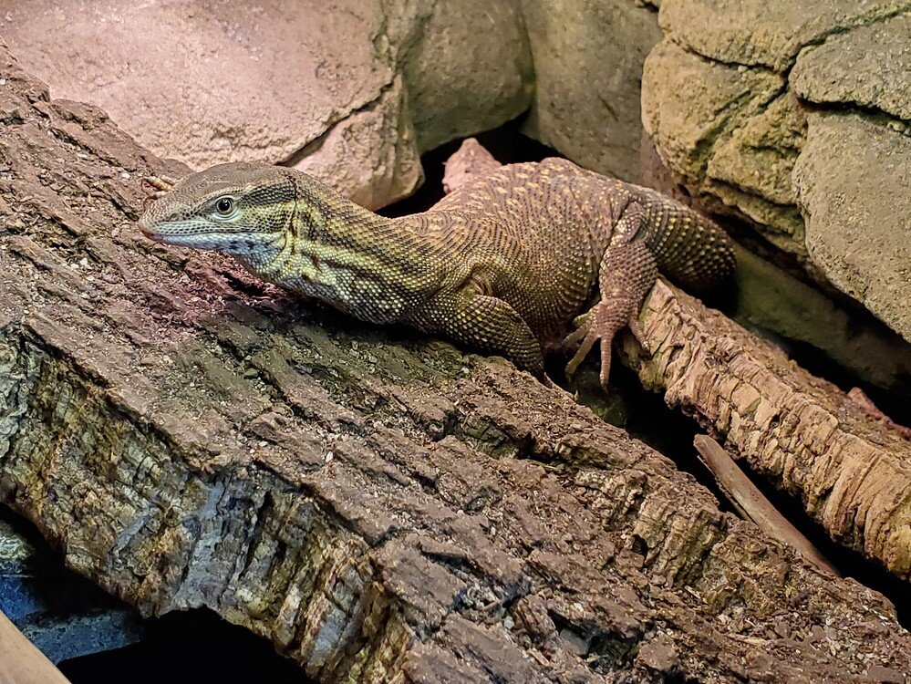 Let's see your Varanids - Monitors - MorphMarket Reptile Community