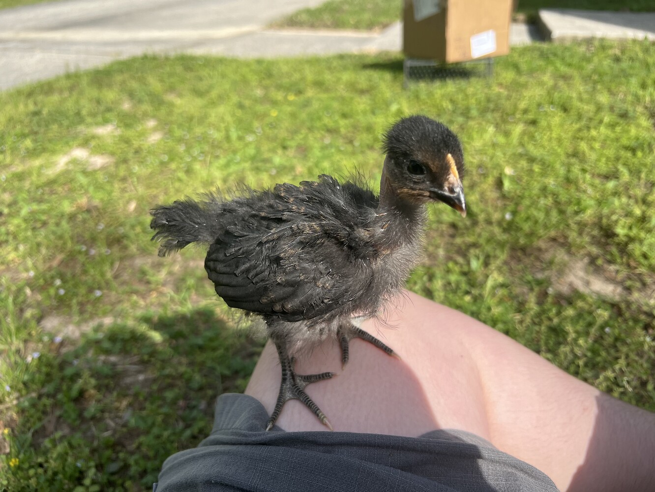 New Chickens! - All Reptiles - MorphMarket Reptile Community