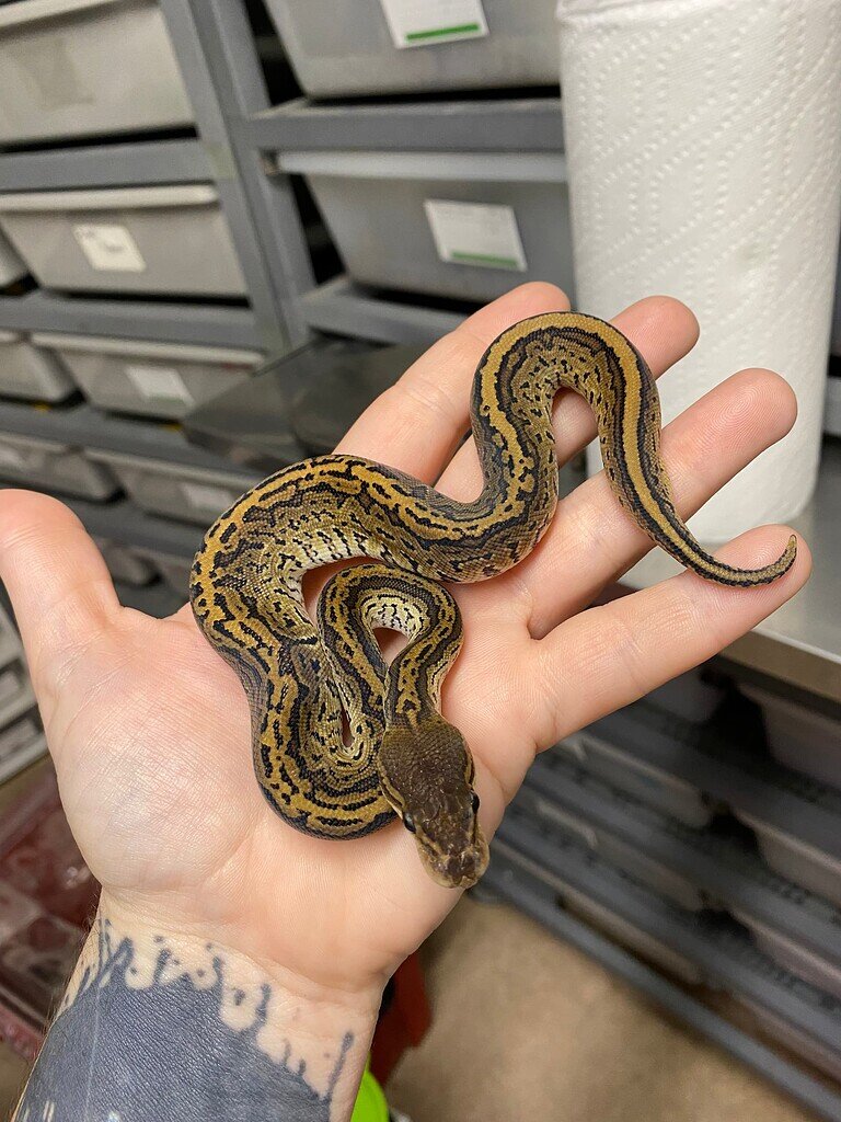 BH HRA Trick x Butter Pin - opinions on a couple babies? - Ball Pythons ...