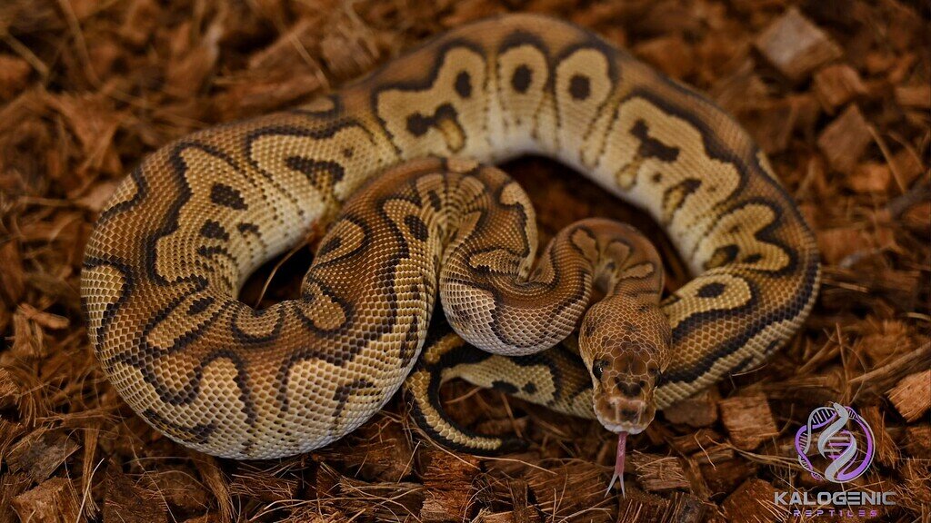 ♂️ Cypress Red Stripe Clown 🤠 - Ball Pythons - MorphMarket Reptile ...