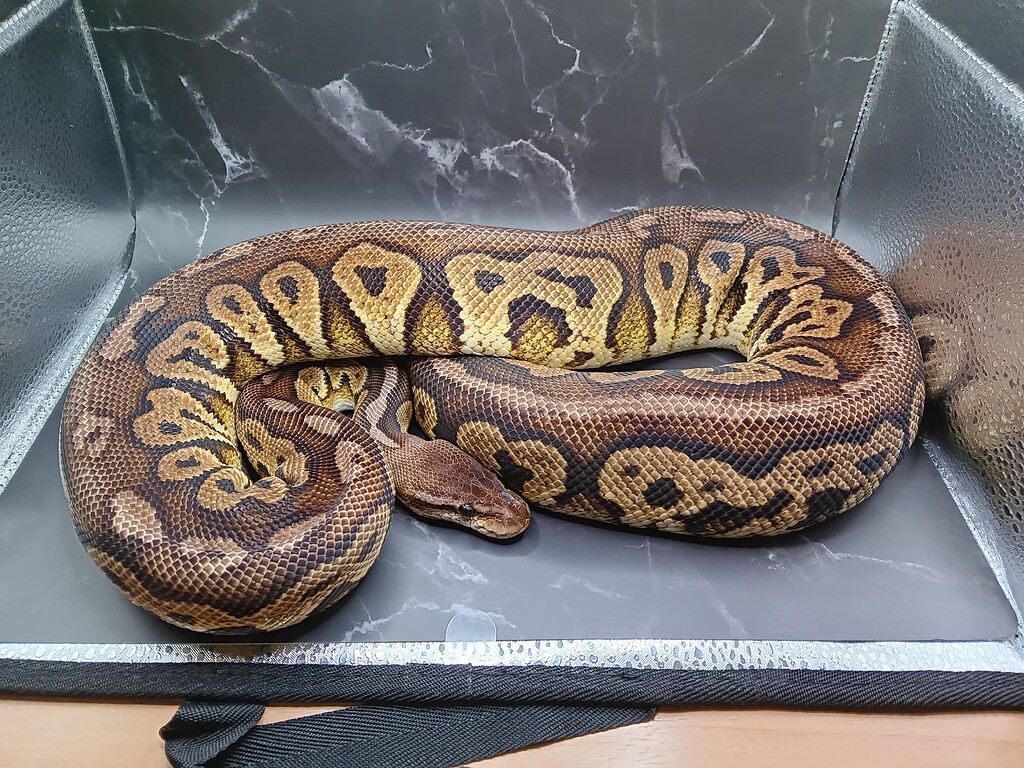 First Clutch of the year Identification Help - Ball Pythons - MorphMarket Reptile Community