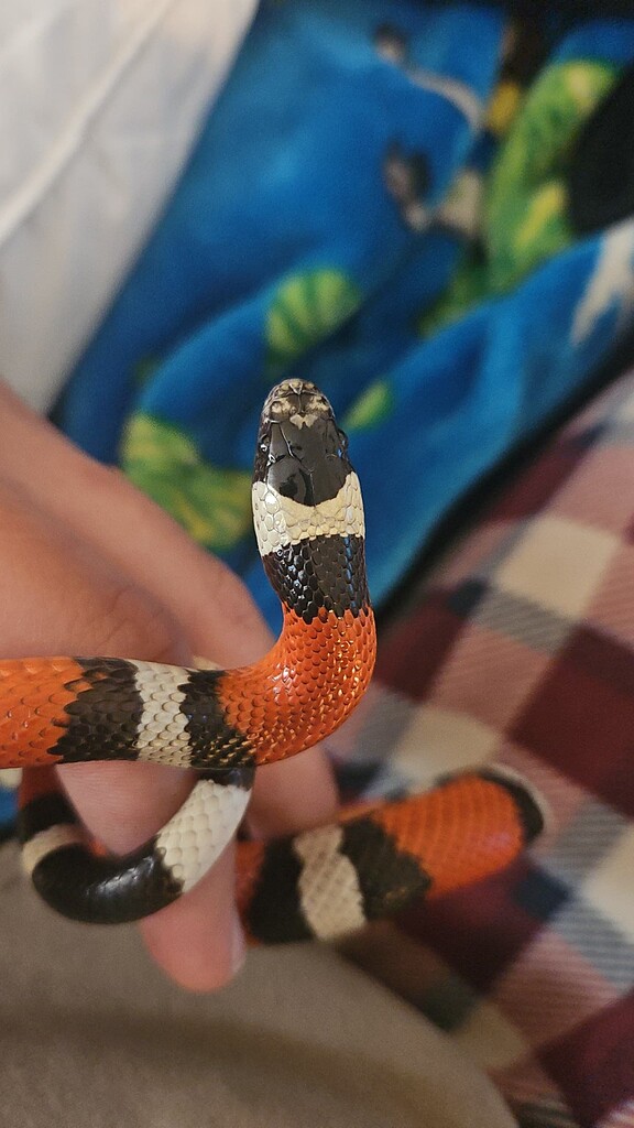 Sinaloan or Nelsons? - Milk Snakes - MorphMarket Reptile Community