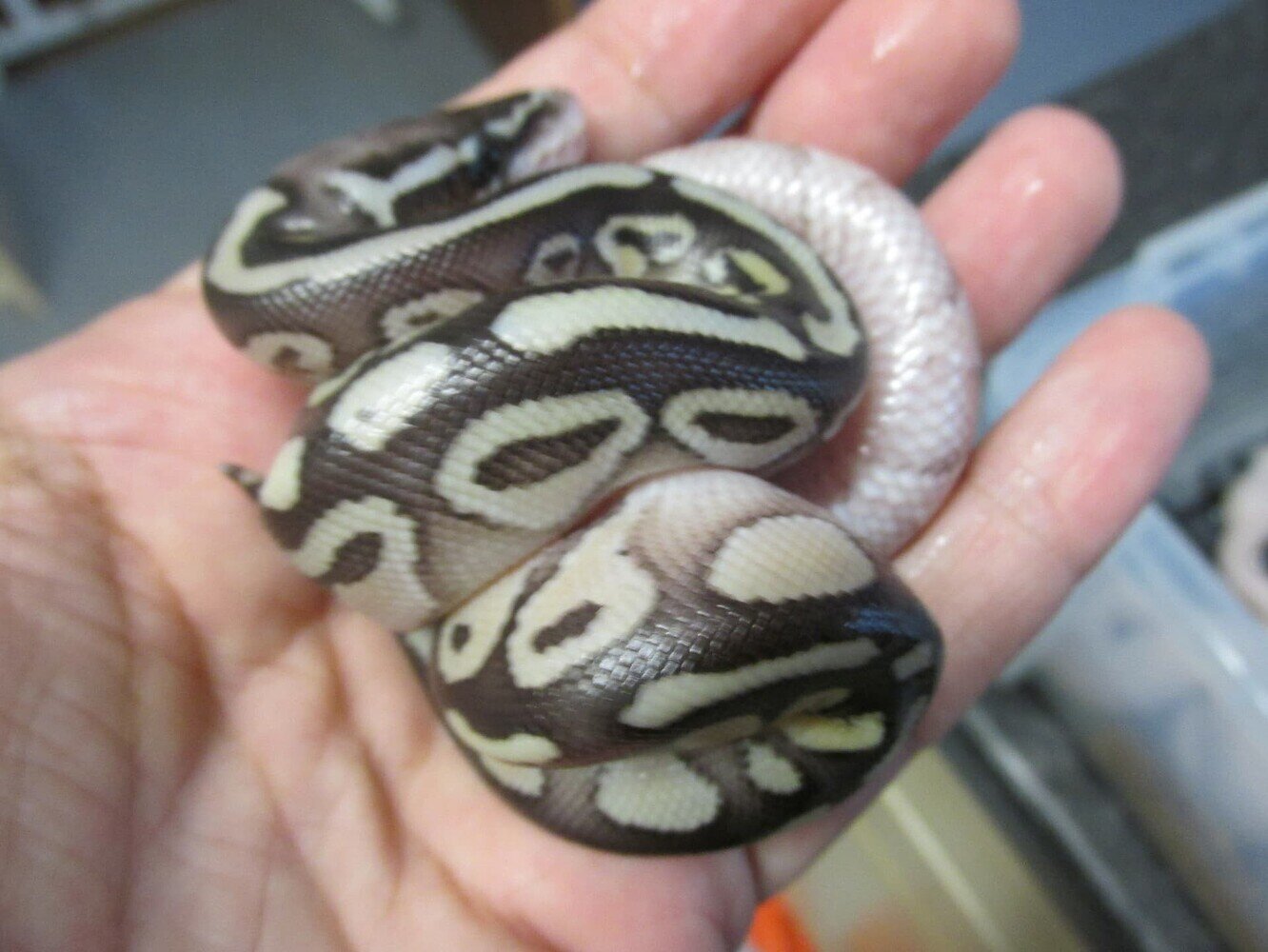 Help identifying a very confusing big mix of morphs- 64 possibilities ...