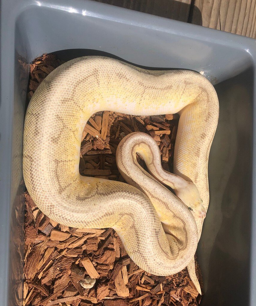 Help with ID's please - Ball Pythons - MorphMarket Reptile Community