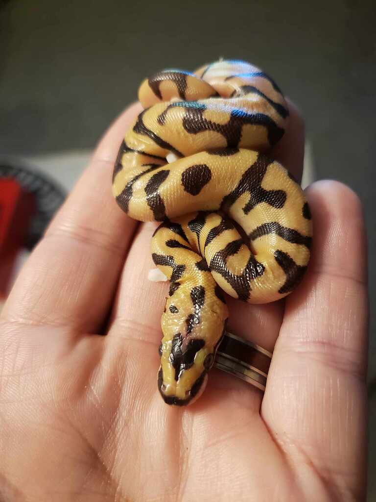 Hatchling Ball python has not shed after a month - Ball Pythons ...