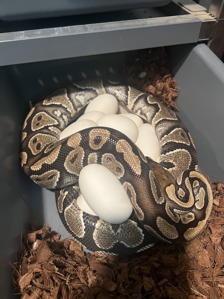First ever clutch, and it’s big - Ball Pythons - MorphMarket Reptile ...