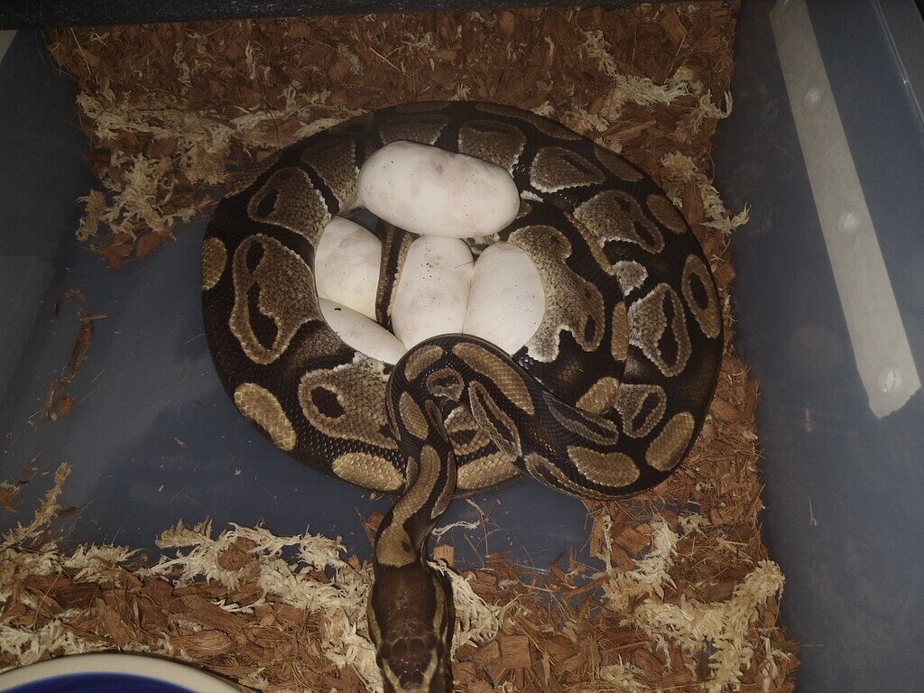 Future Ball Python Breeder - Ball Pythons - MorphMarket Reptile Community