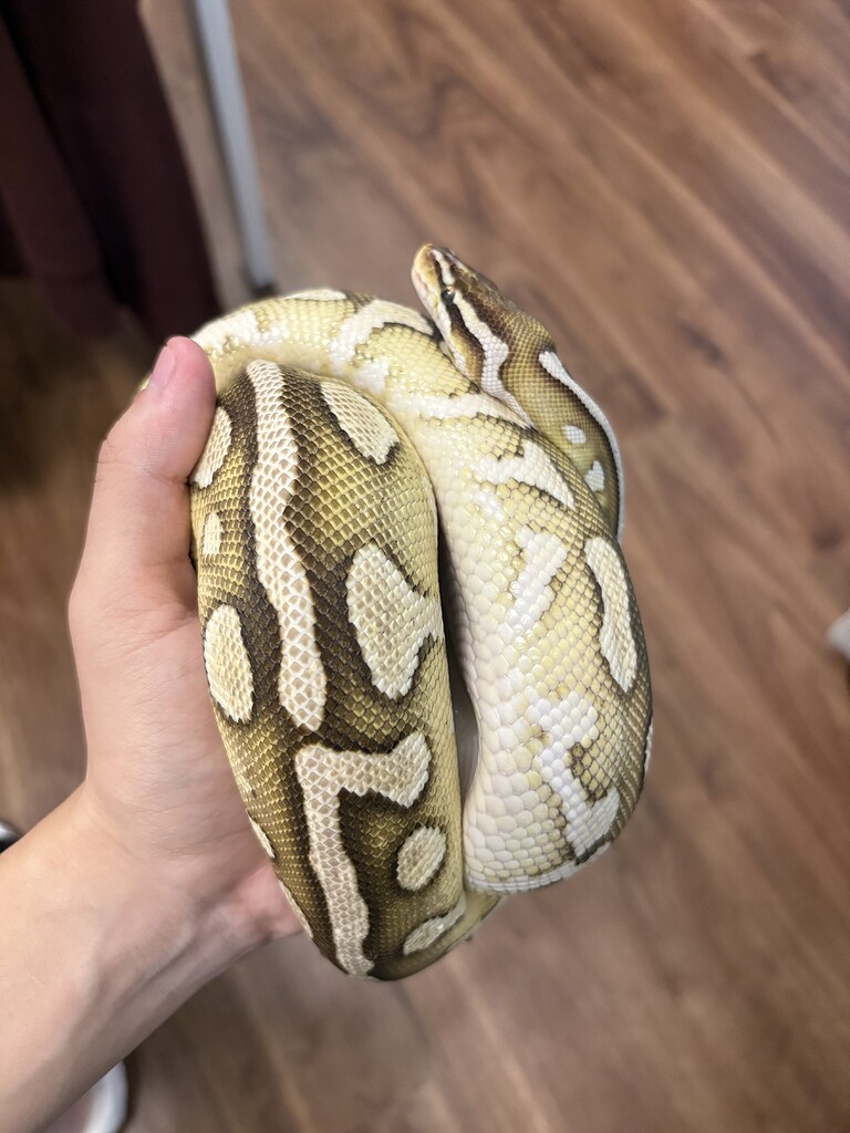 Is my ball python getting dark? - Ball Pythons - MorphMarket Reptile ...