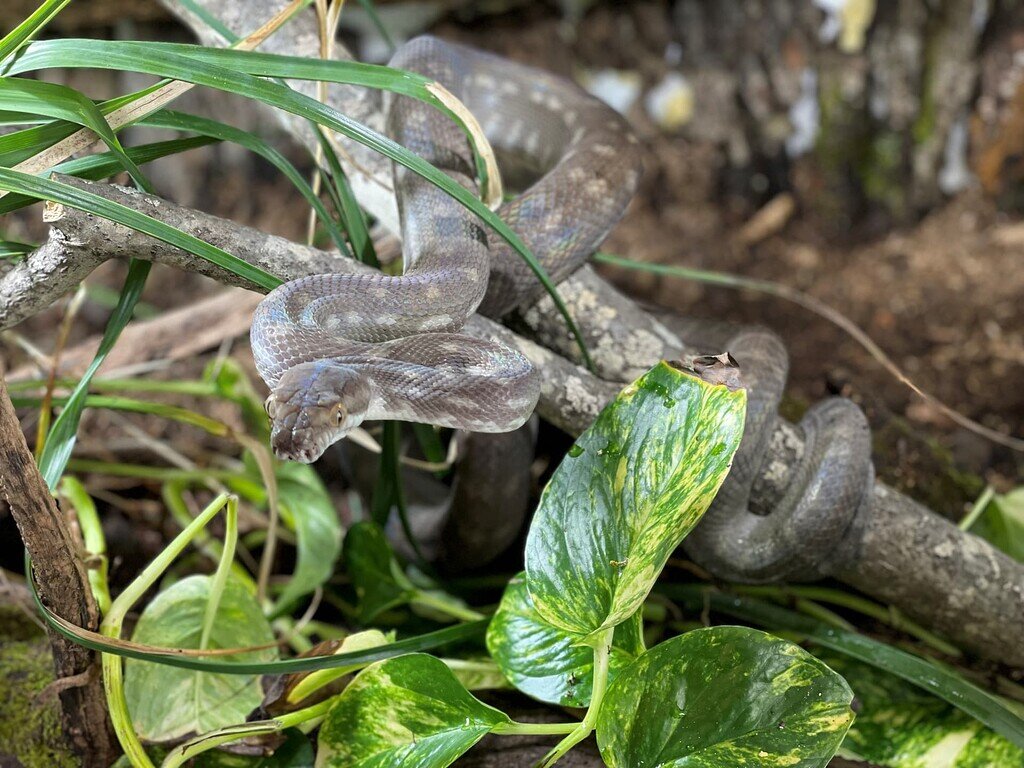 'Death in a Cupcake' - Other Pythons - MorphMarket Reptile Community