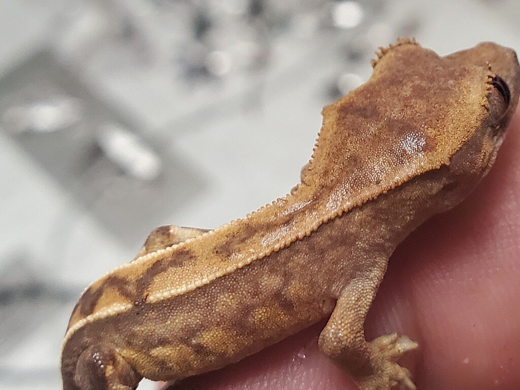 Crested gecko morph collection - Crested Geckos - MorphMarket Reptile ...