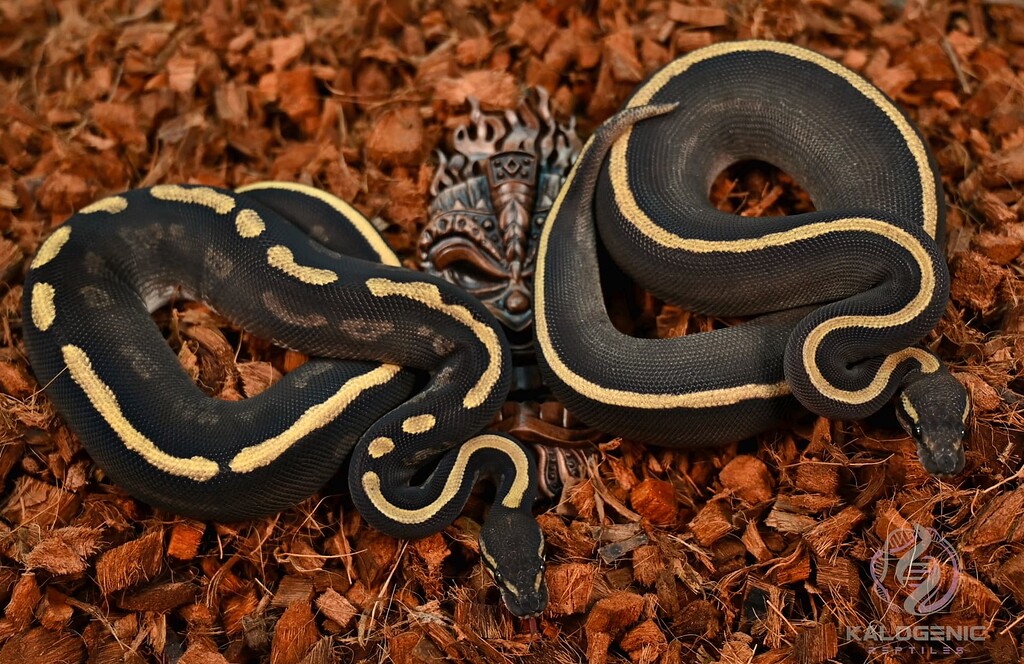 Cool to have a couple holdbacks from this project so far - Ball Pythons ...