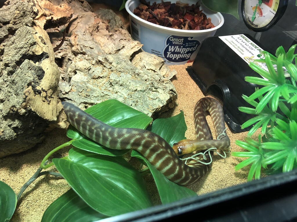 Woma Python Keepers - Other Pythons - MorphMarket Reptile Community