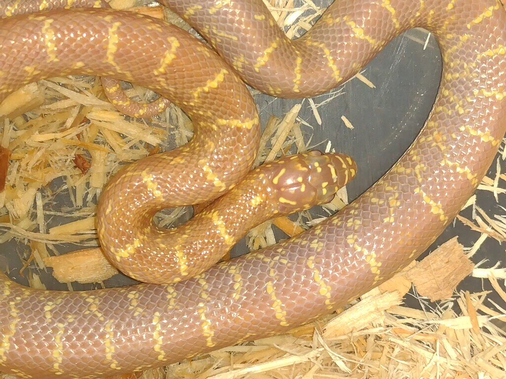 Peanut butter king snake - Kingsnakes - MorphMarket Reptile Community