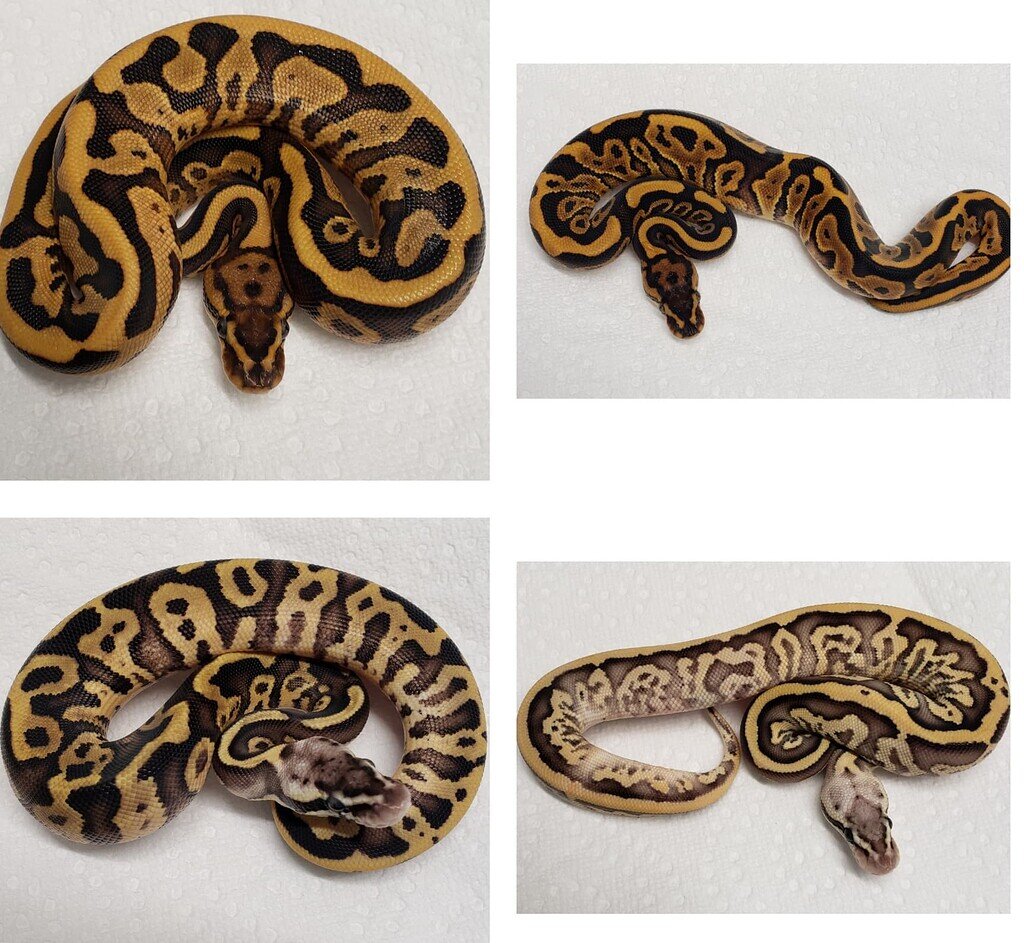 Leopard firefly probable granite poss het pied x special - Ball Pythons ...