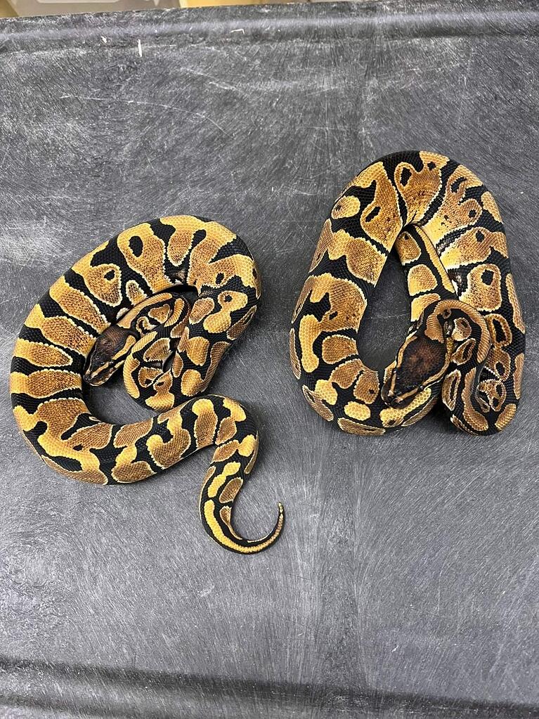 Going Melon for the CANTALOUPE 🍑 - Ball Pythons - MorphMarket Reptile ...
