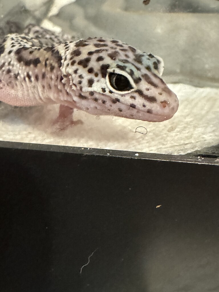 Snake eye? ID help - Leopard Geckos - MorphMarket Reptile Community