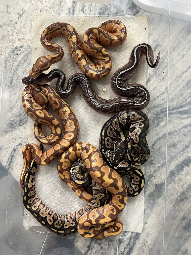 So happy about my first clutch! - Ball Pythons - MorphMarket Reptile ...