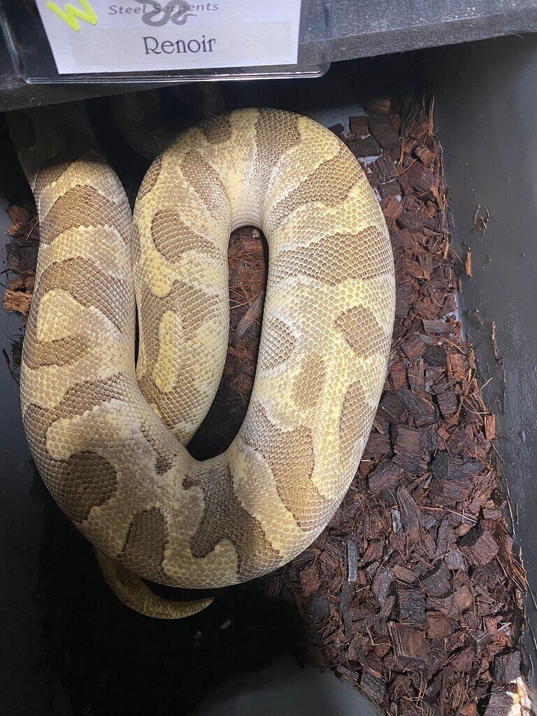 Start of ovulation on a first timer and - Ball Pythons - MorphMarket ...
