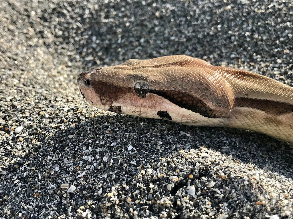 Truly A Miracle For Me - Boa Constrictors - MorphMarket Reptile Community