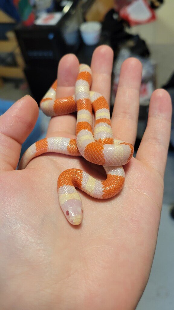 My New Milksnake - Milk Snakes - MorphMarket Reptile Community