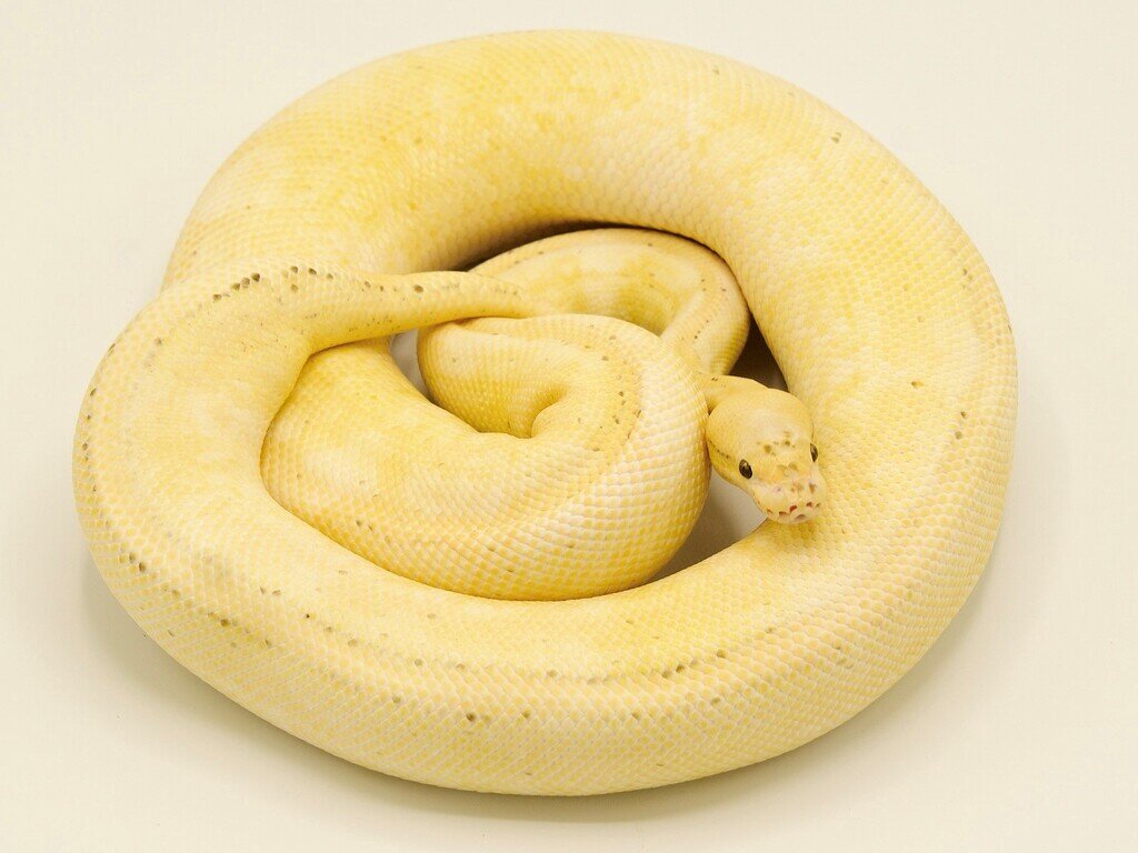 Oops... My highlighter exploded - Ball Pythons - MorphMarket Reptile ...