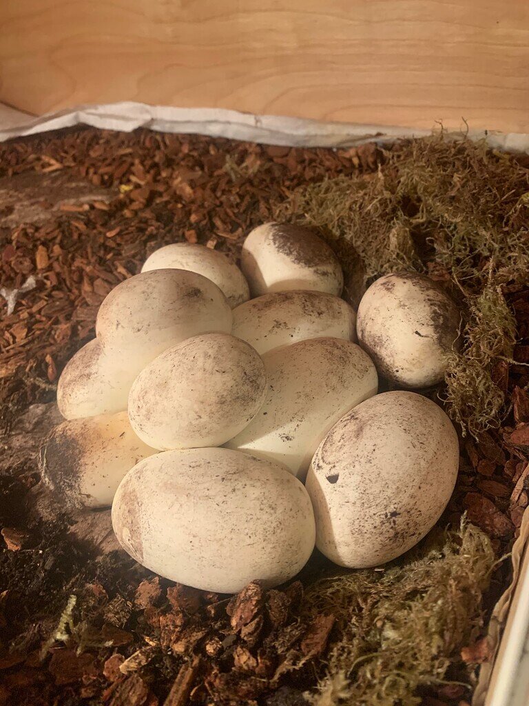 Parthenogenesis? - Ball Pythons - MorphMarket Reptile Community