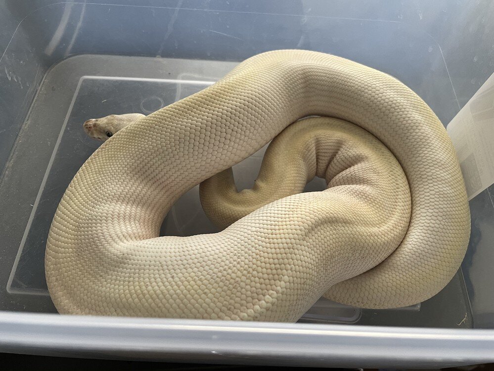Is my BP overweight? - Ball Pythons - MorphMarket Reptile Community