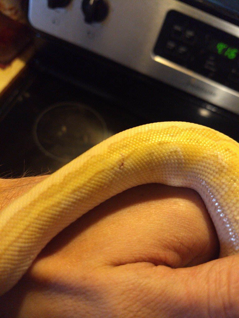 Snake injured - Ball Pythons - MorphMarket Reptile Community