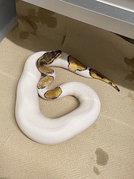 Show Off Your Ball Pythons - Volume 2 - Ball Pythons - MorphMarket ...