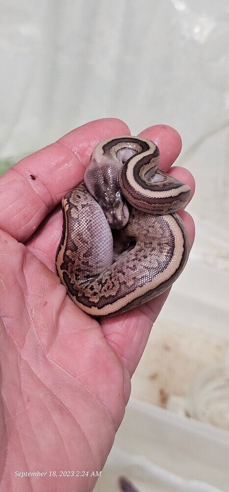 Shocked to have hatched truly purple snakes! - Ball Pythons ...