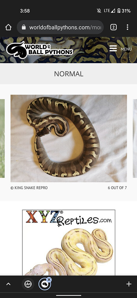 Funkiest Normal I've Ever Seen - Ball Pythons - MorphMarket Reptile ...
