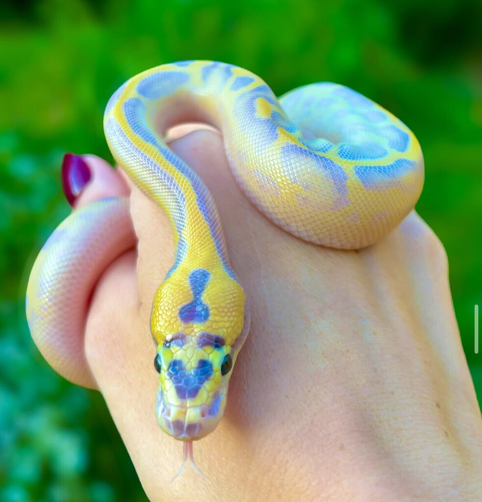 Iridescent ID BP - Ball Pythons - MorphMarket Reptile Community