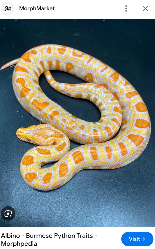 Closest morph to Burmese? - Ball Pythons - MorphMarket Reptile Community