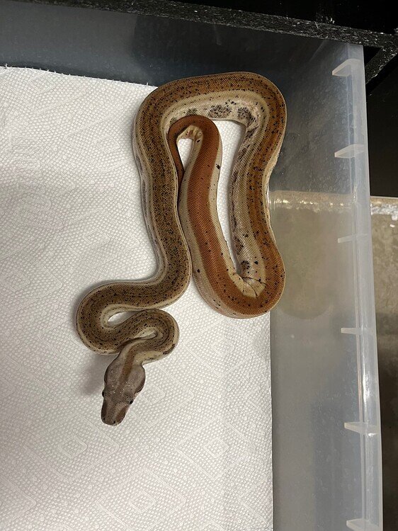 Indy morph-Boa imperator/Boa constrictor imperator [DONE] - Genetics ...