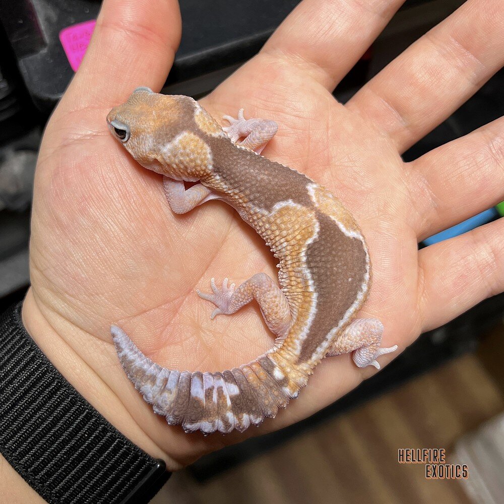 Zulu Het Oreo (Fat Tailed Gecko) - Fat-Tailed Geckos - MorphMarket ...