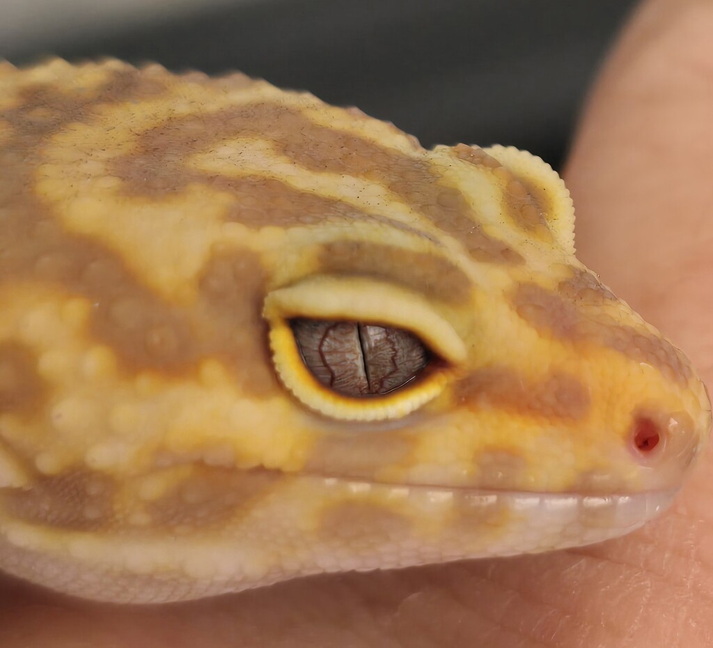 Leo identification - Leopard Geckos - MorphMarket Reptile Community