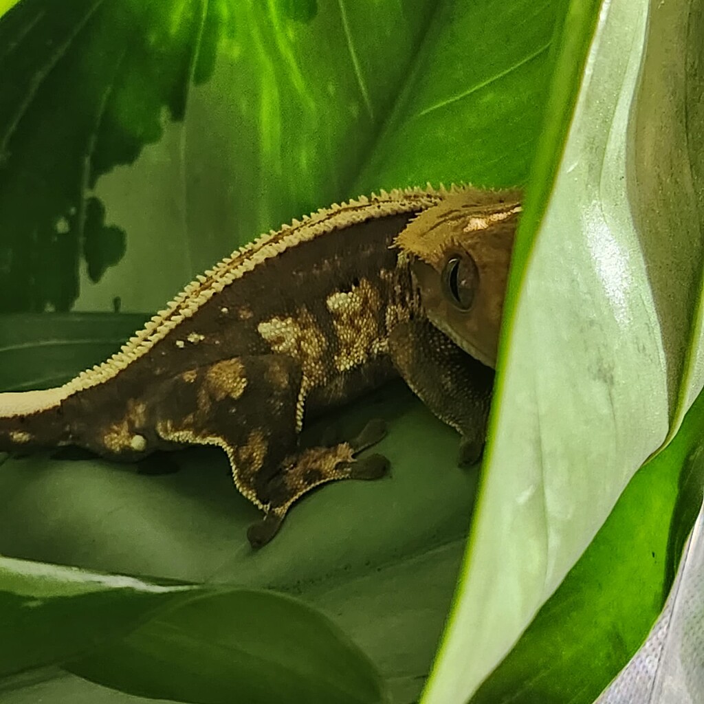 Crestie identification - Enclosures & Setups - MorphMarket Reptile ...