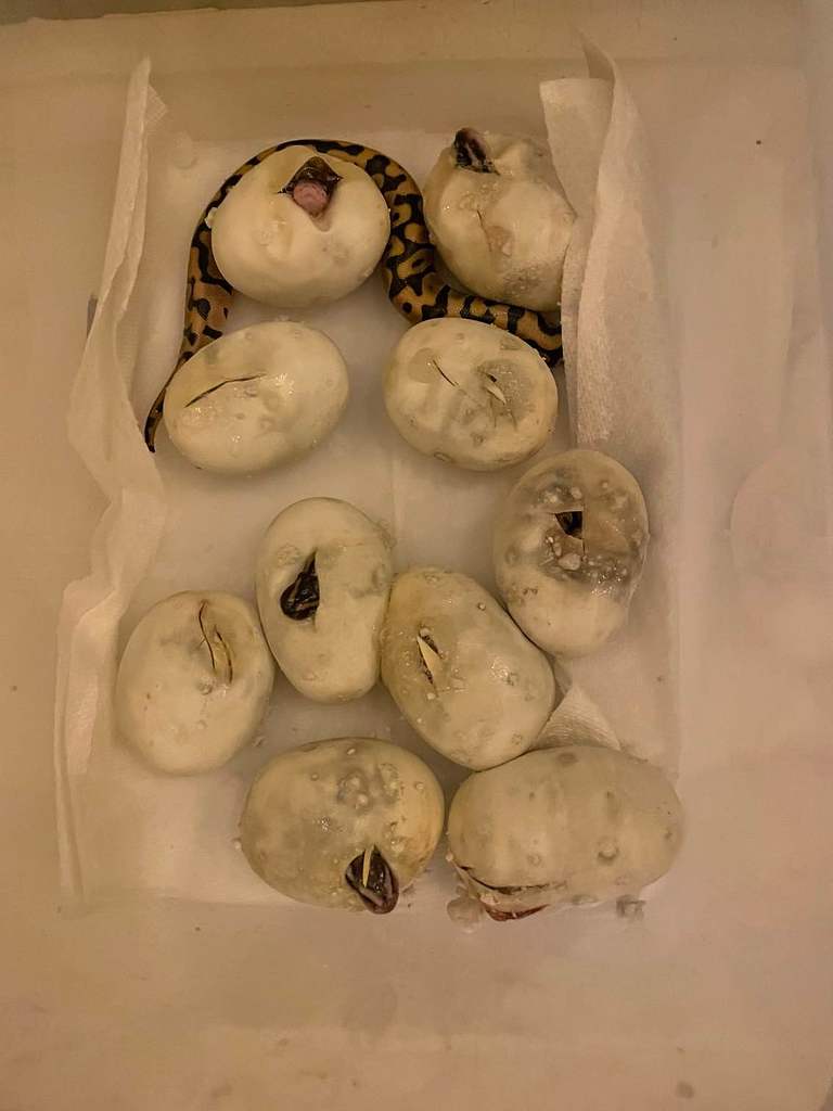 2021 clutch hatching! - Ball Pythons - MorphMarket Reptile Community